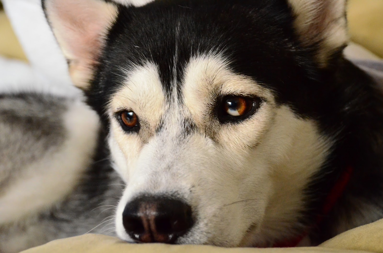 Oscar Lechuga Fotógrafo