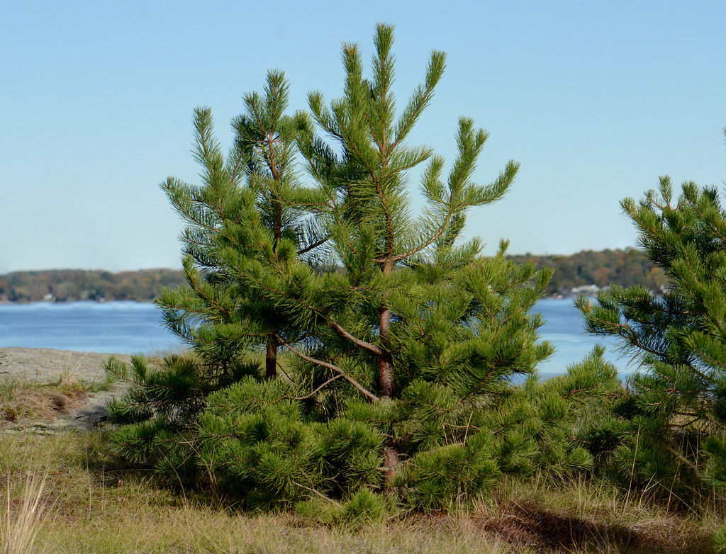 Pinus rigida - Pitch Pine care and cultivation | Travaldo's blog