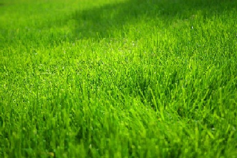 Um Bom Jardim: Um bom relvado