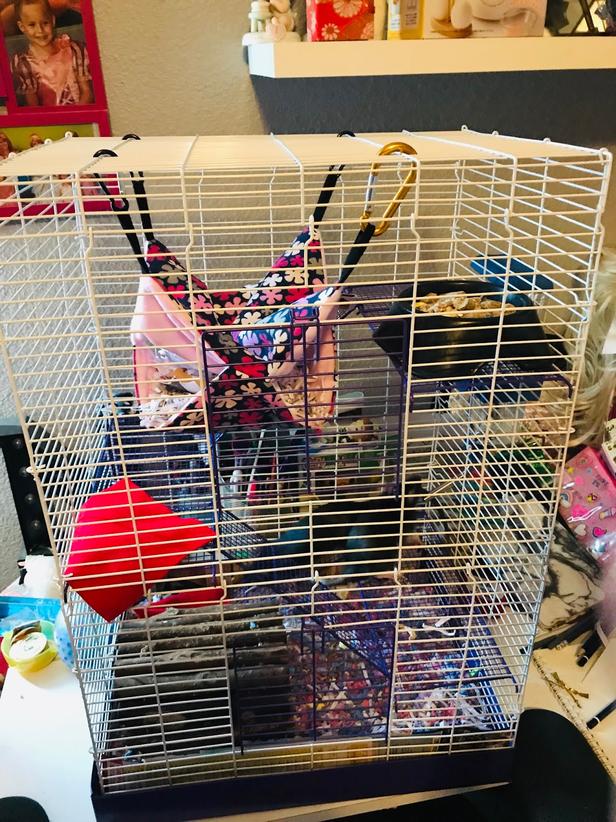 Airing My Laundry, One Post At A Time...: Please Keep The Class Pet Alive