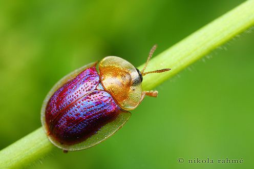 The Neon Rave-ready Leaf Beetle | Featured Creature