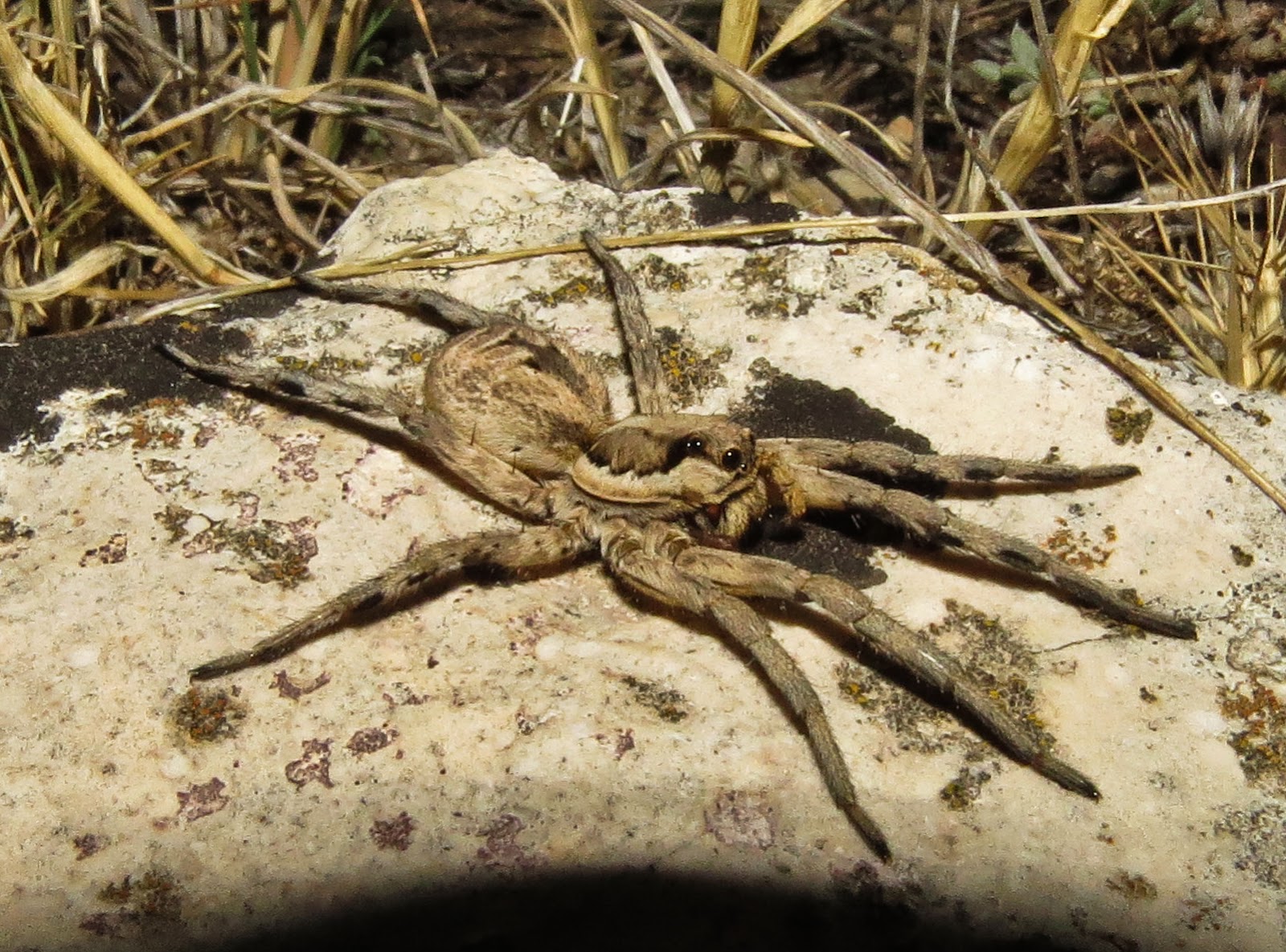 El Nido de Rafa: julio 2014