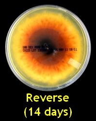 Fun With Microbiology (What's Buggin' You?): Trichophyton ...