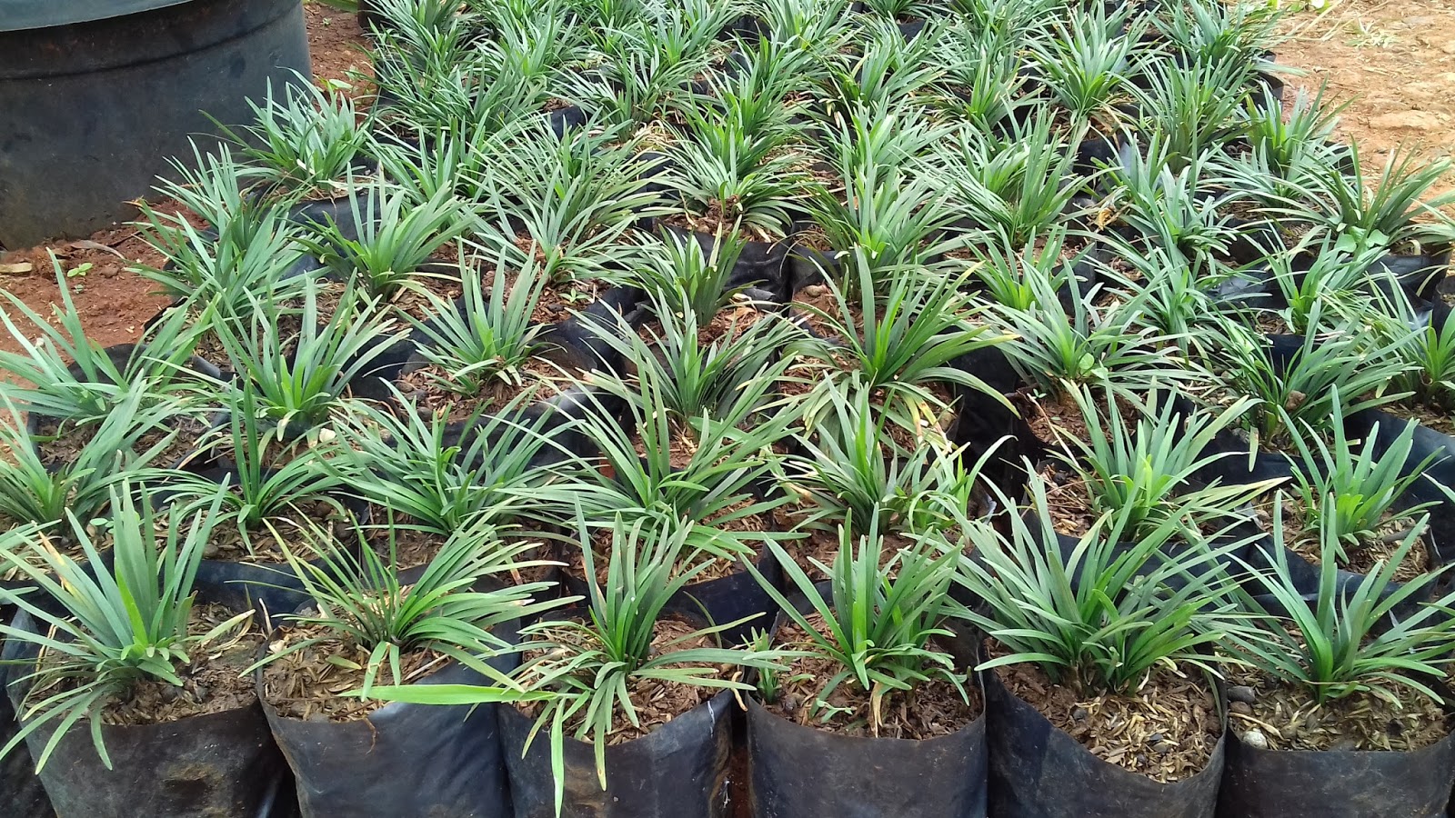 15 Jenis Tanaman Hias yang tahan ditempat teduh | JUAL TANAMAN HIAS ...