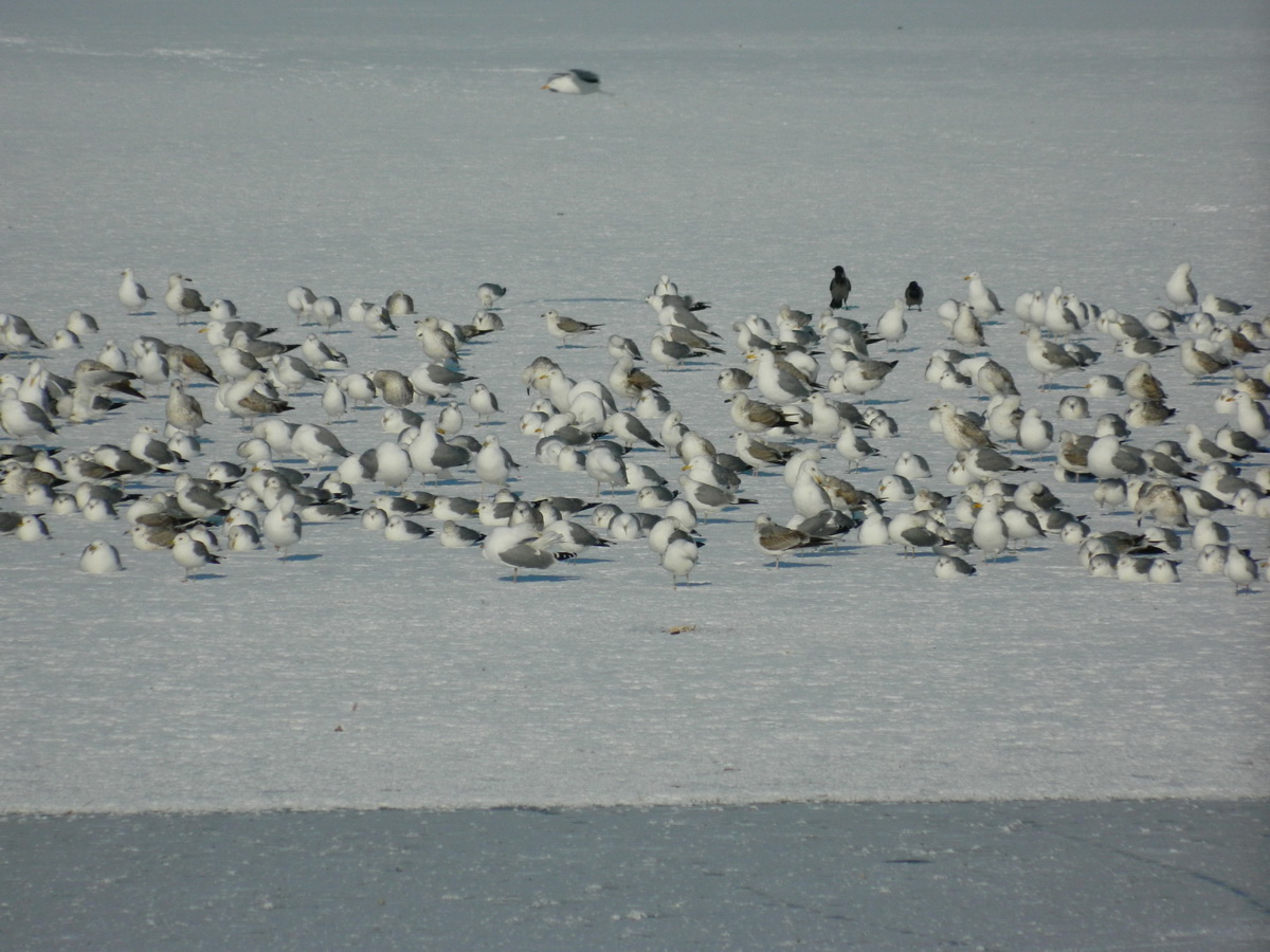 LA MULTI ANI, ROMANIA!: Pescarusi pe lacul inghetat