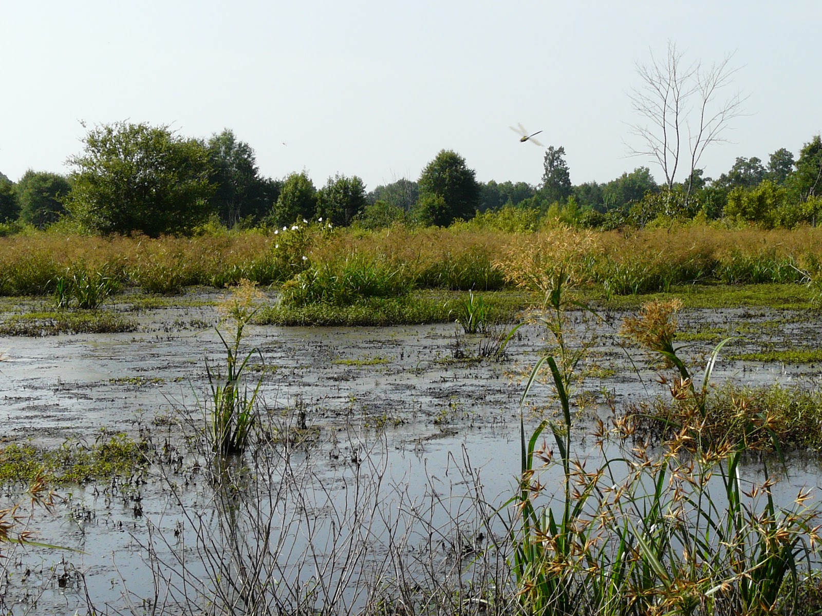 Archiving throughout Arizona, New Mexico, Oklahoma, and Texas: Little ...