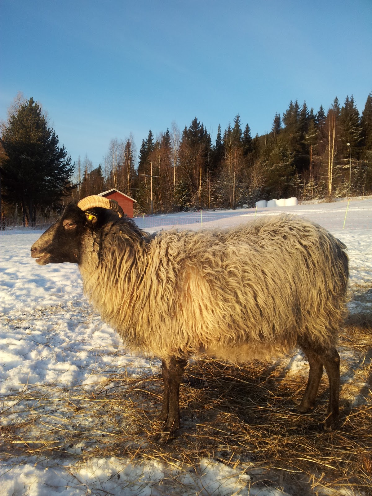 Lykkesau - Om sau, ull og livskvalitet: Sauegalleri