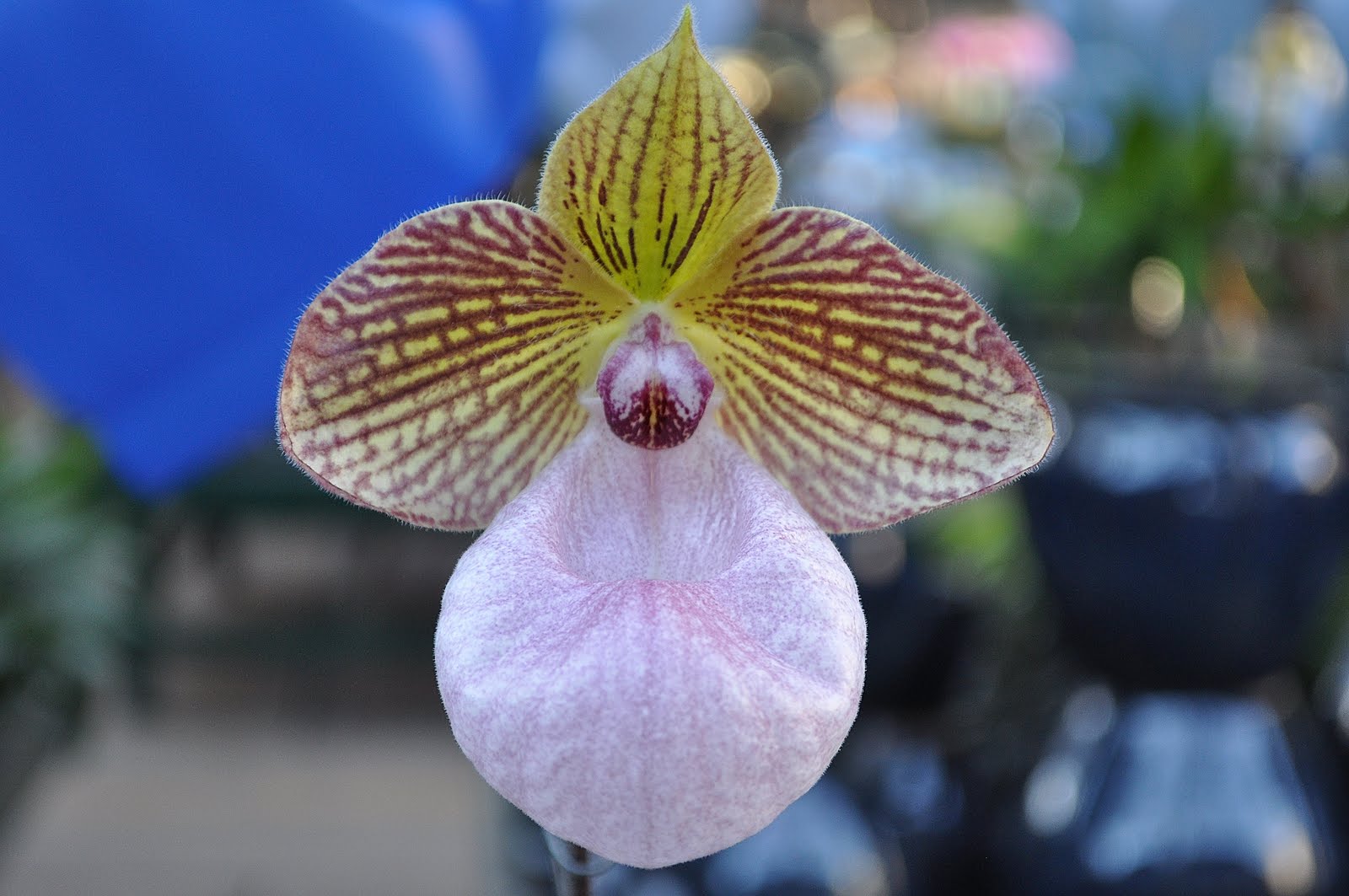 Primarily Cymbidiums: February 2011