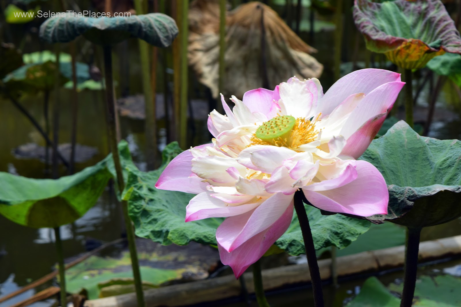 Oh, the places we will go!: Bangkok Lotus Farm