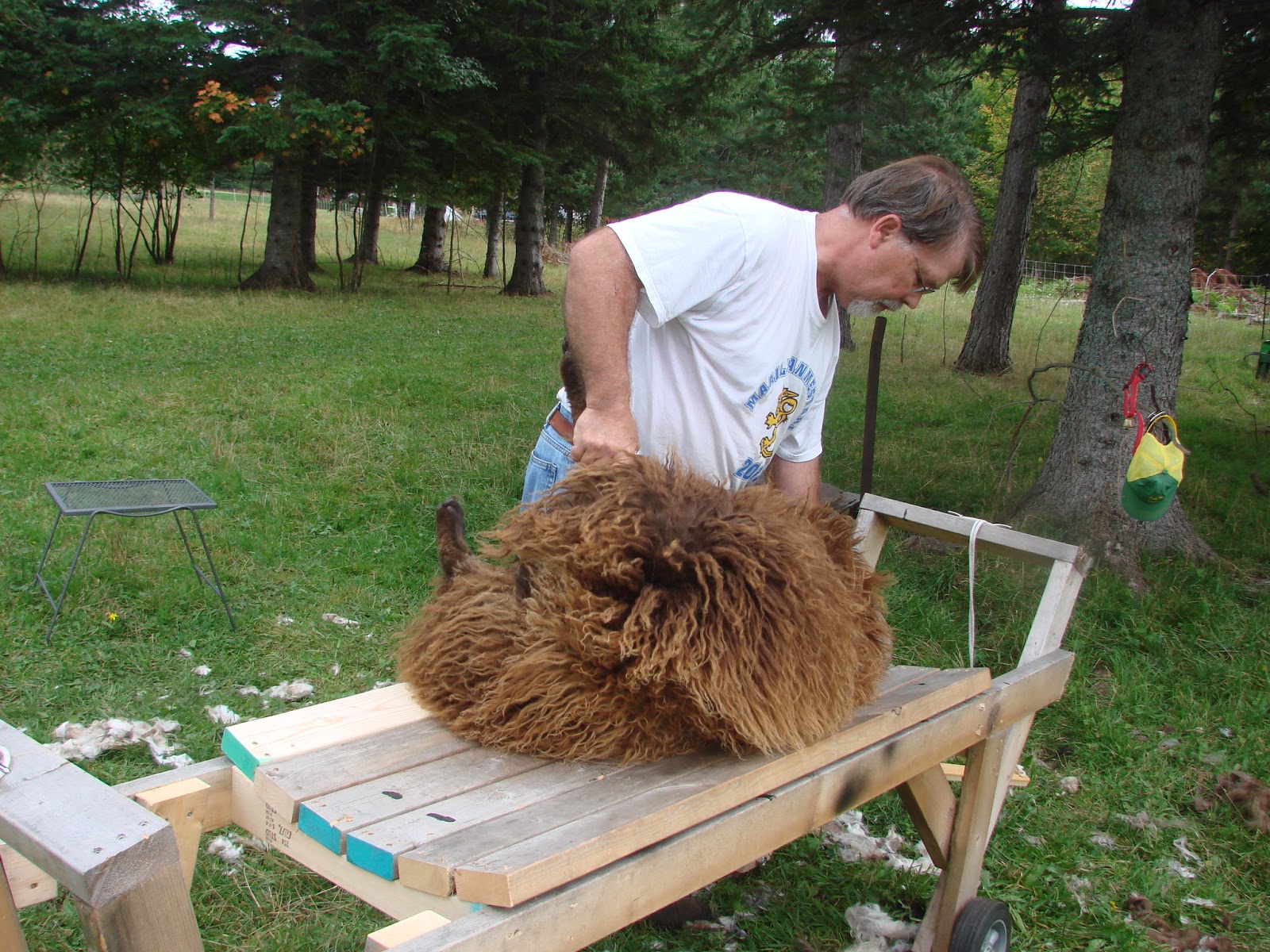 Kilpelän Luomutila ja Sen Ympäristö: My Self-Loading Sheep Shearing Table