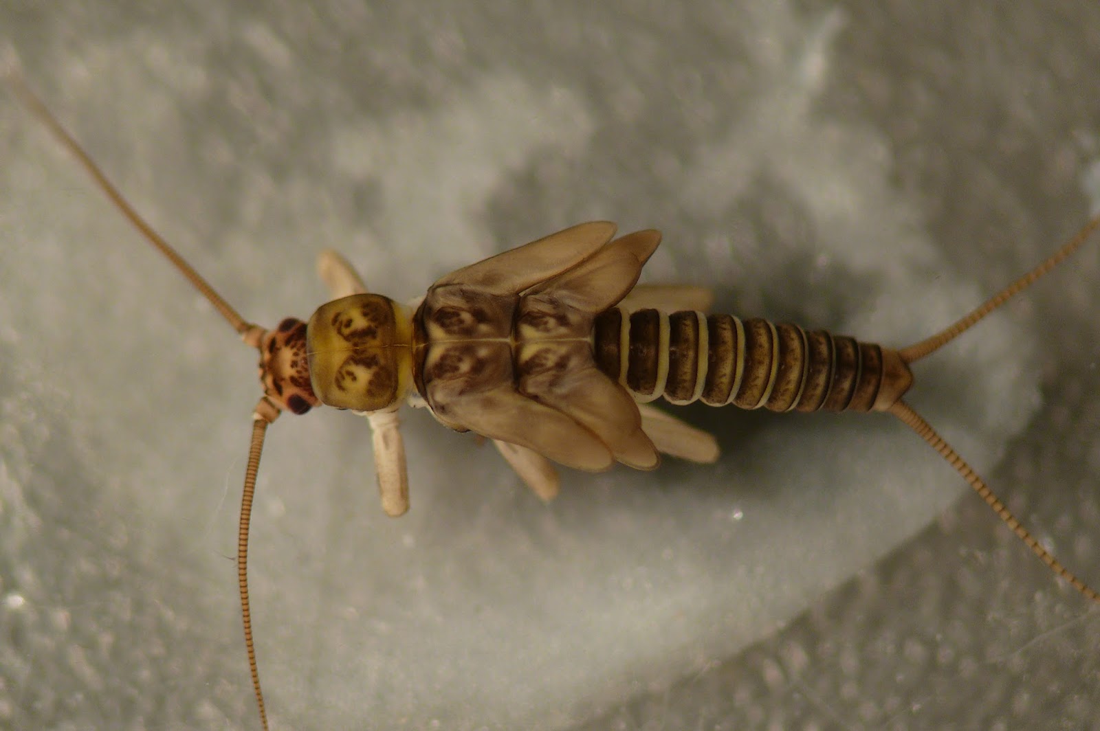 Brachyptera
