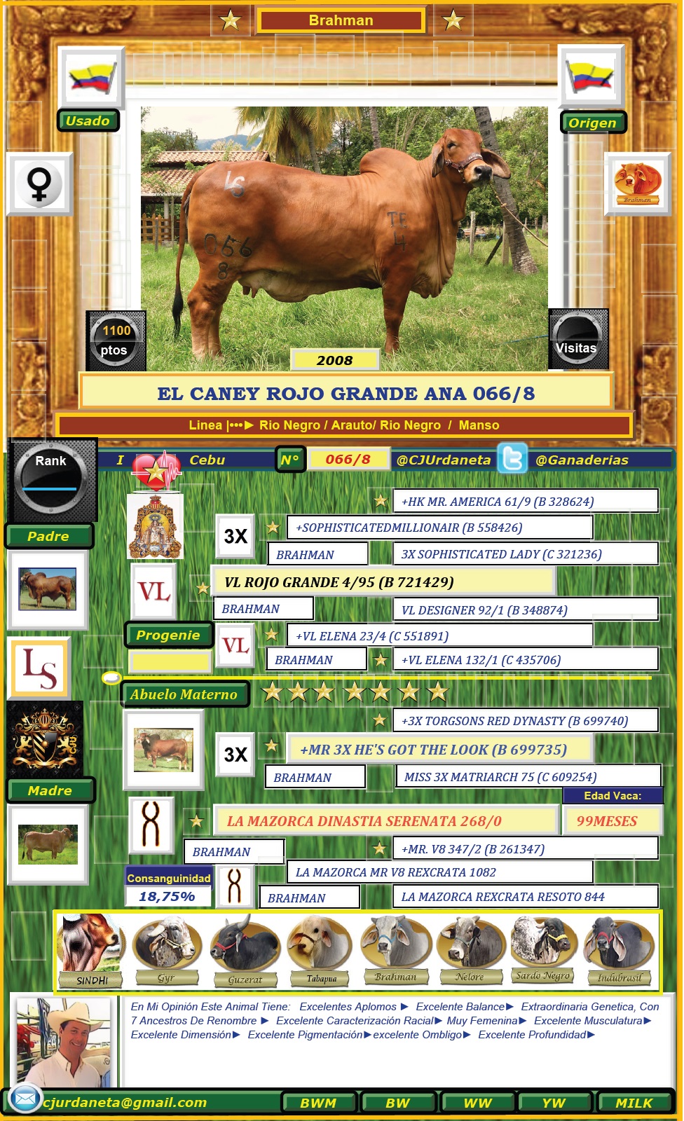 CEBÚ ♥ ♥ ♥ ZEBÚ♔♕♖♗♘ LA PASIÓN POR EL #CEBÚ #ZEBU: EL CANEY ROJO GRANDE ...