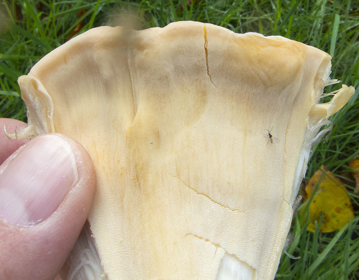 Giant Polypore Naturally