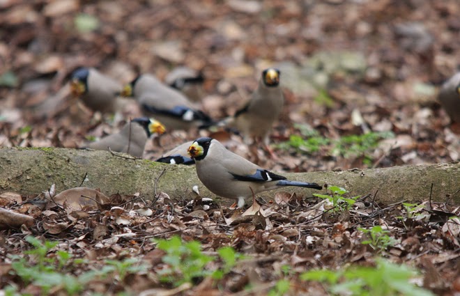 BIRDING - Kyoto, Kansai and Japan: finches