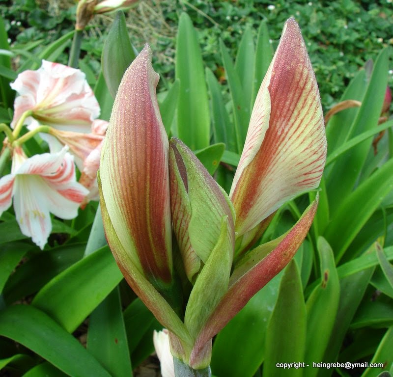 Sharing flower bulb information: Hippeastrum Hybrid Breeding Program ...