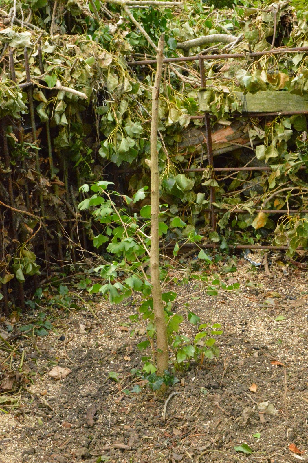 The tree of Damocles