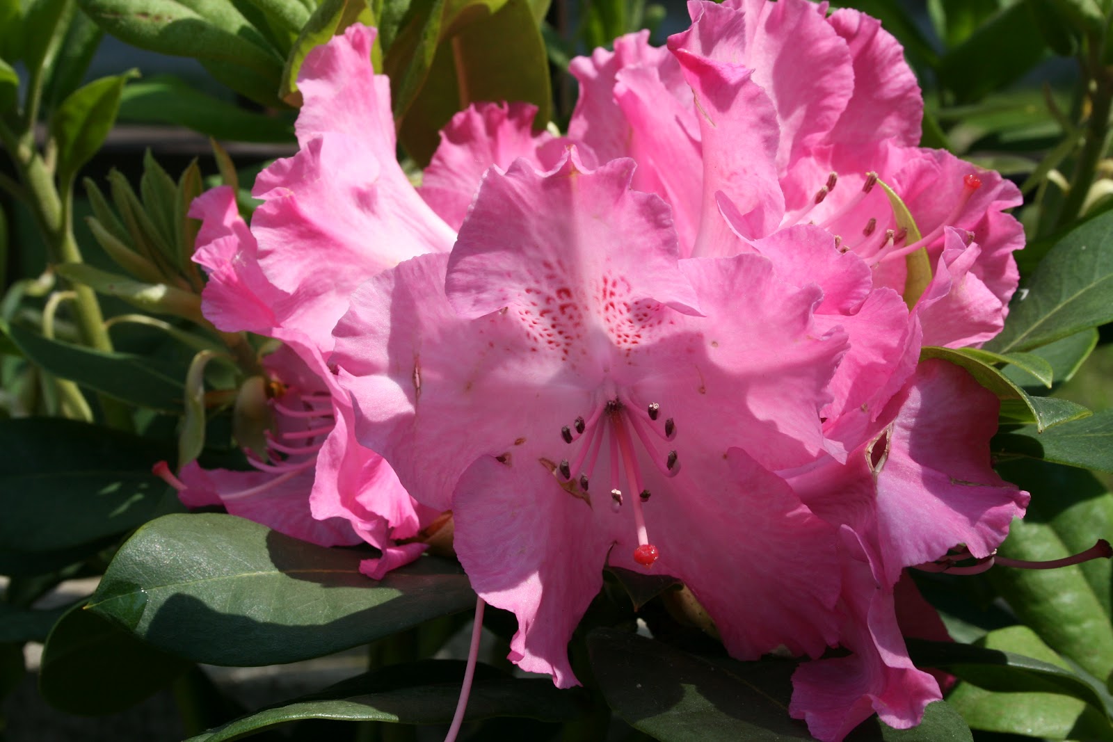 GARDEN STORIES: RODODENDRAI IR Co
