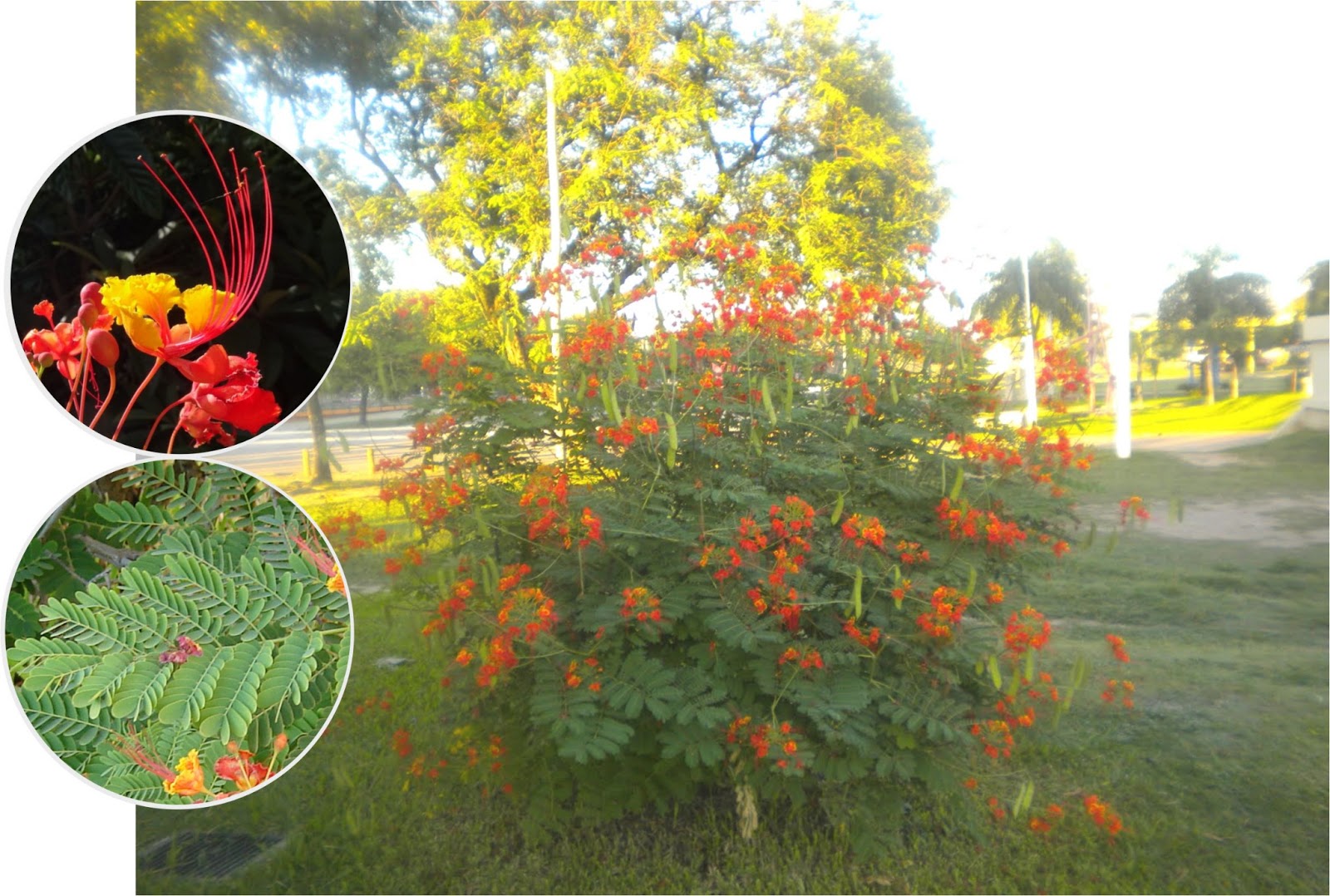 v e r d e c h a c o: Chivato de jardín