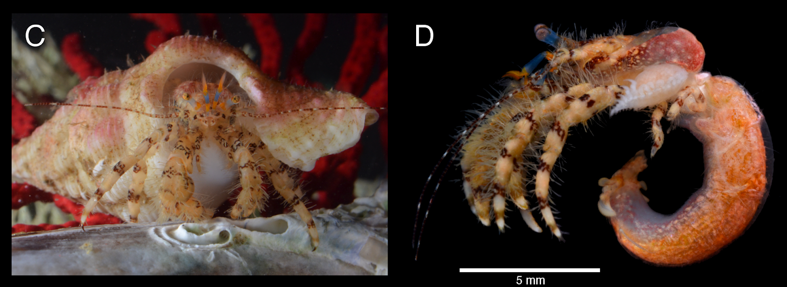 Species New to Science: [Crustacea • 2018] Pagurus fraserorum • MicroCT ...