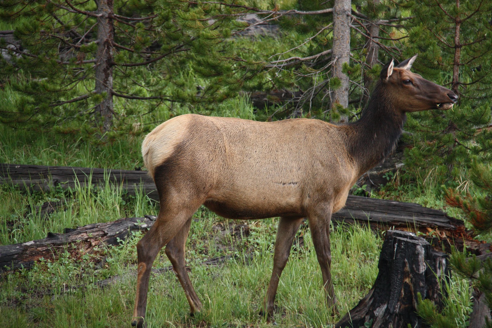 Lostentry - Welztalbahn, Model Railroading, and more: Best of ...