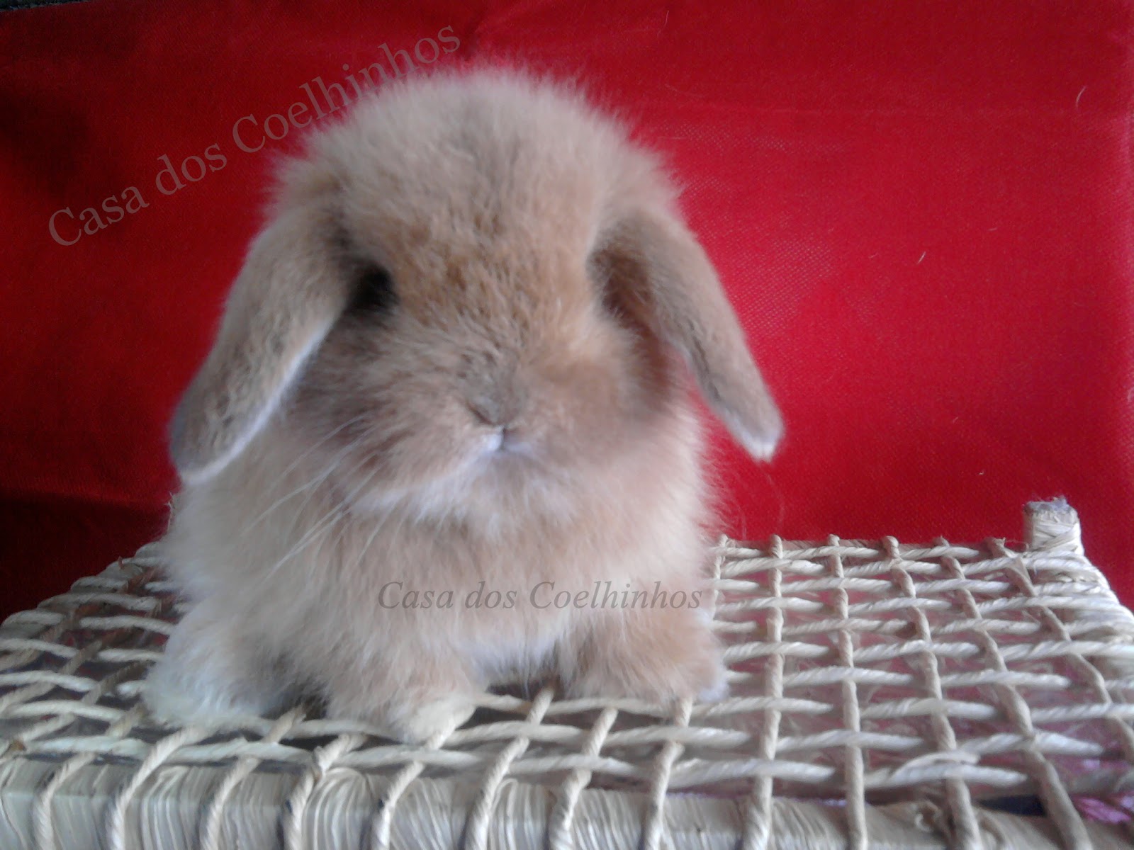 Mini Coelhos SP: Raças Mini Coelhos