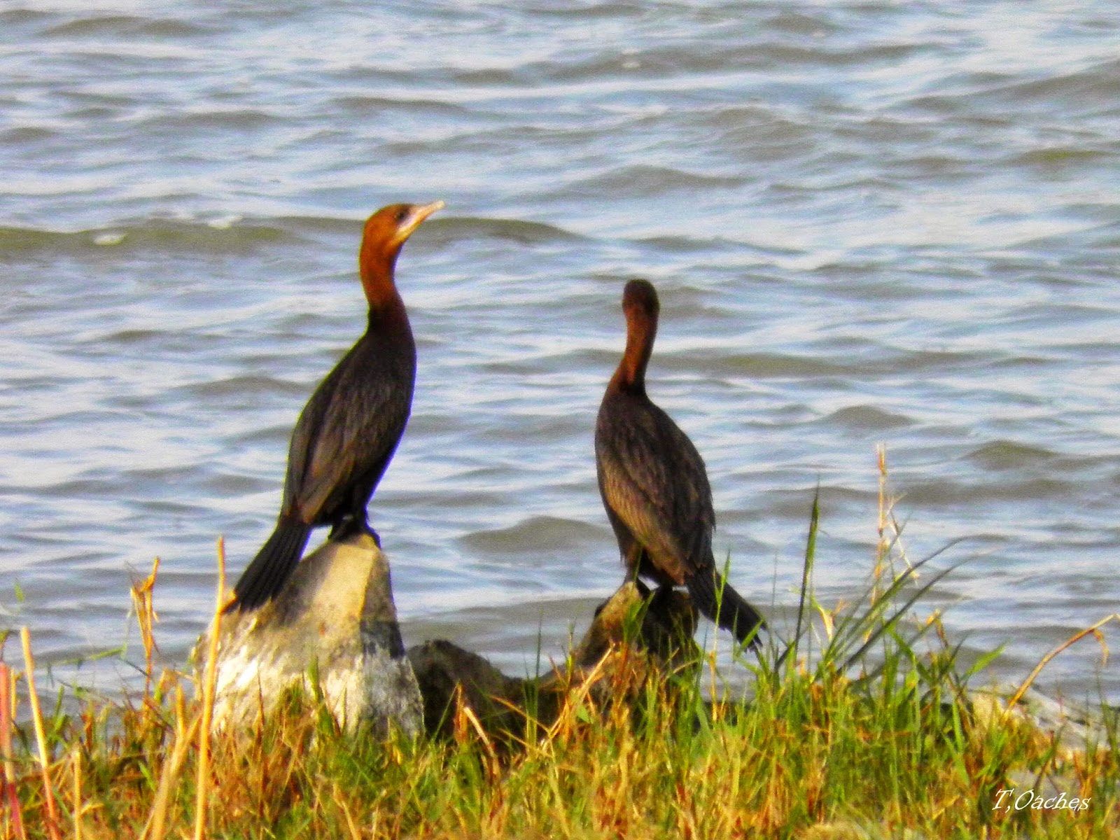 PASARI DIN ROMANIA: CORMORAN MIC, Microcarbo pygmeus