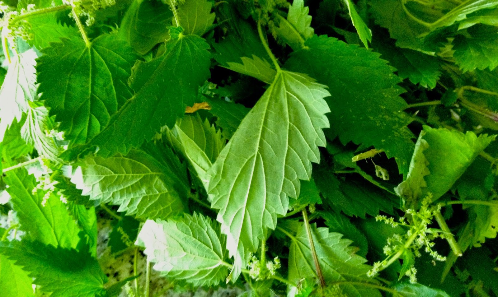 kui inimkond teaks kui hea ravimtaim on nõges siis külvaks ja kasvataks ...