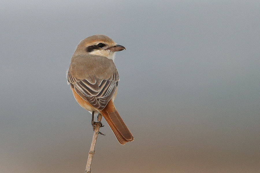 Birds of Saudi Arabia: More Daurian Shrikes – Dhahran Hills