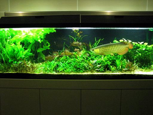 Nature Lover: Asian Arowana