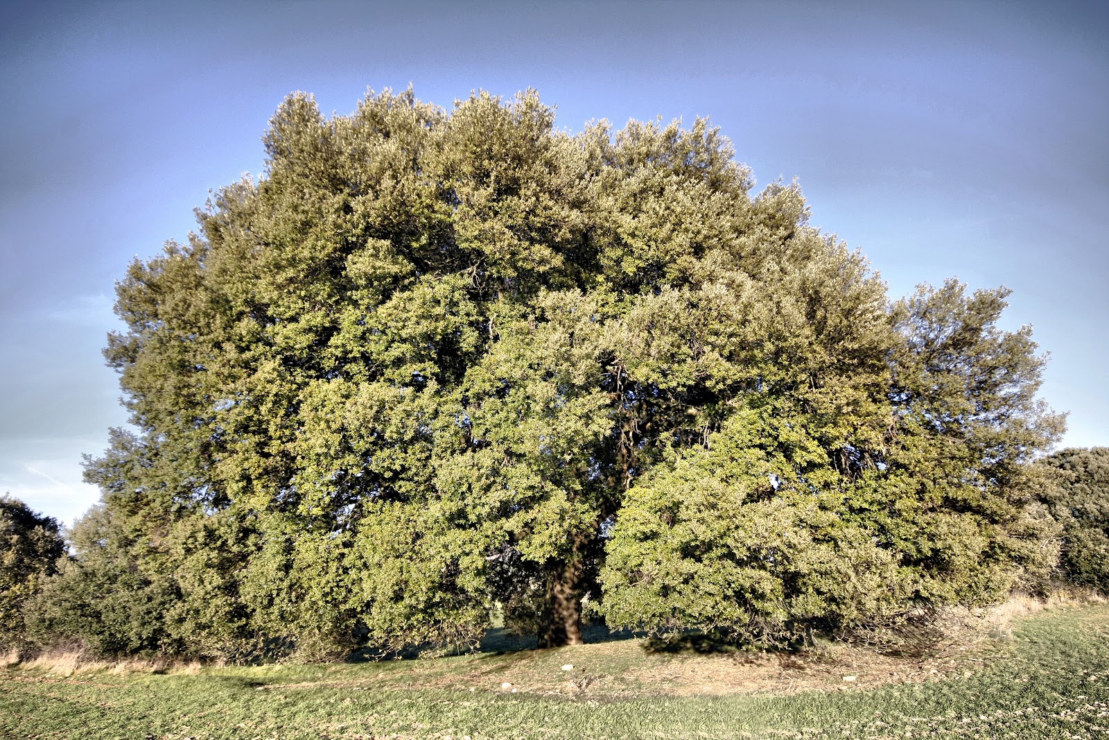 Navarra al natural: Encino de Cábrega. Monumentos Naturales.