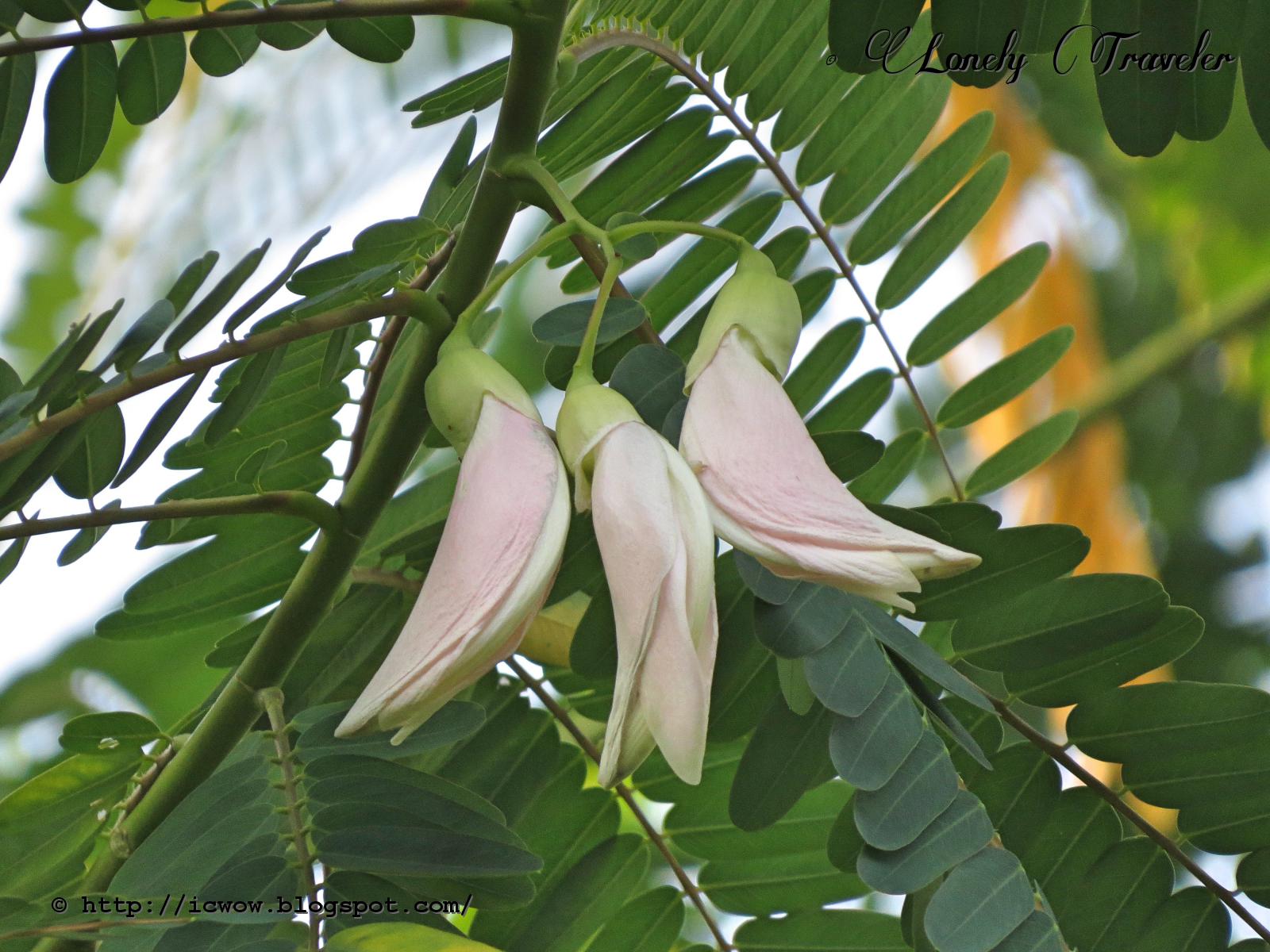 Bok Ful (বক ফুল) - Sesbania grandiflora
