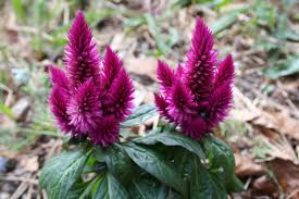 Amazing Garden: Celosia Flower-Easy Flower to Plant