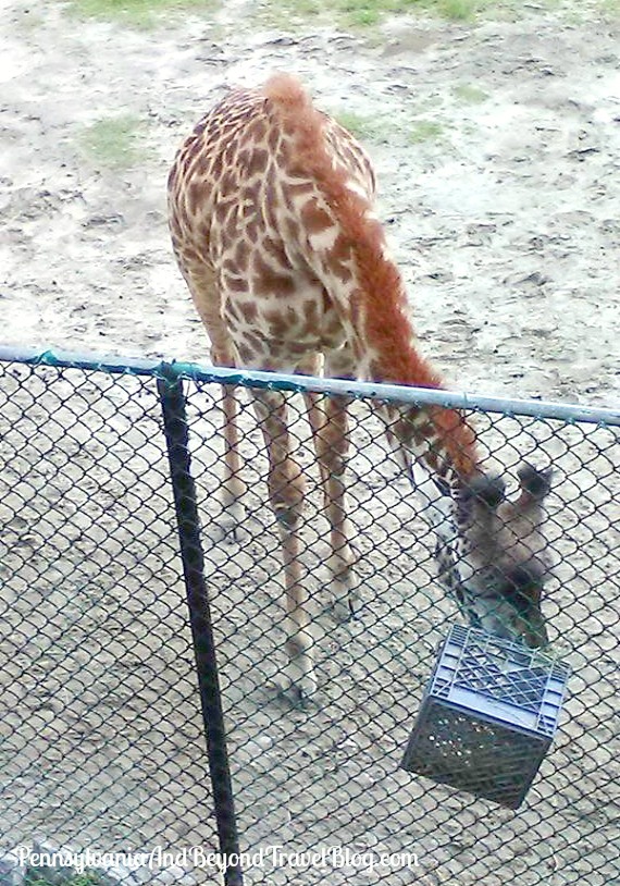 Pennsylvania & Beyond Travel Blog: Visiting the Virginia Zoo in Norfolk