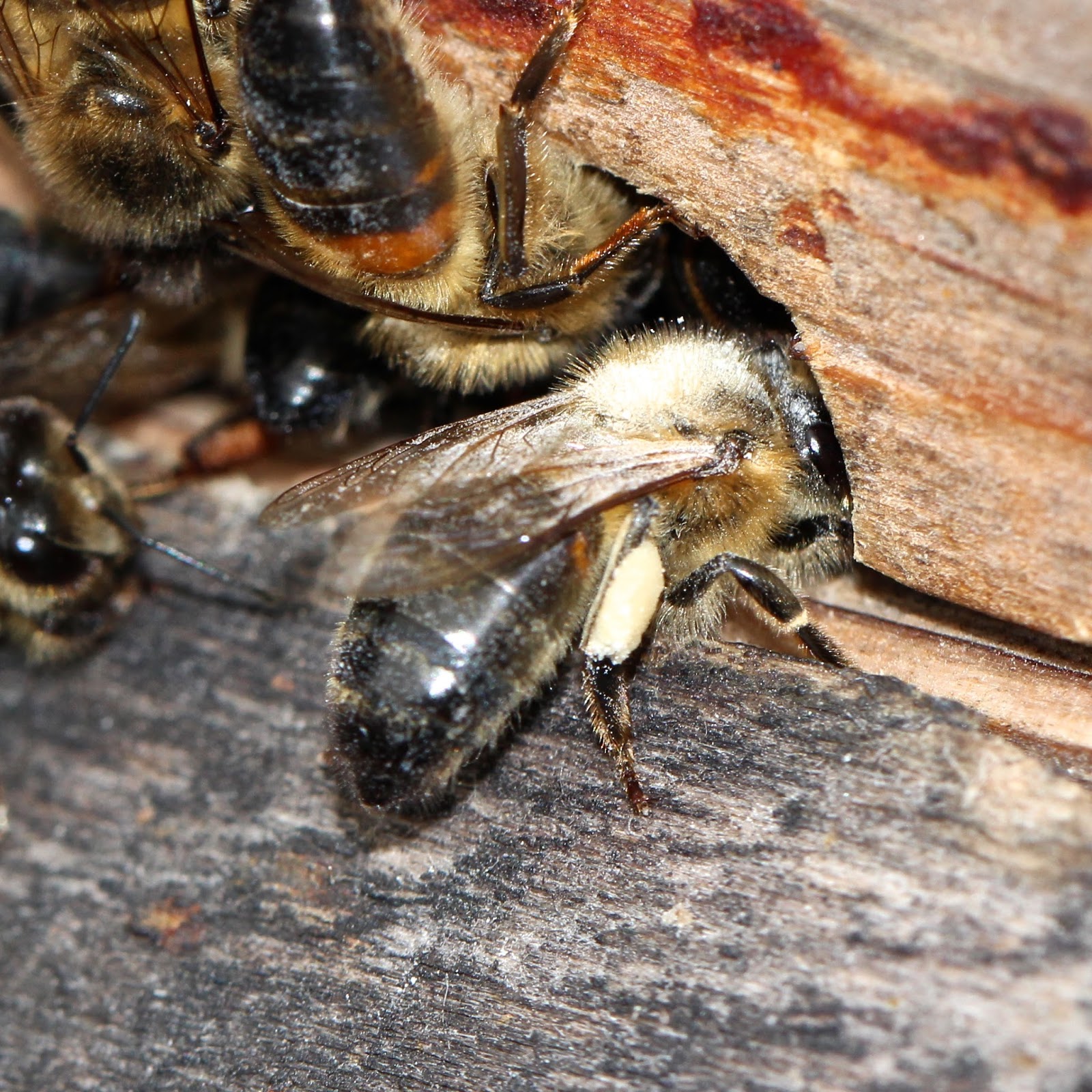 TrogTrogBee: Balsam bees