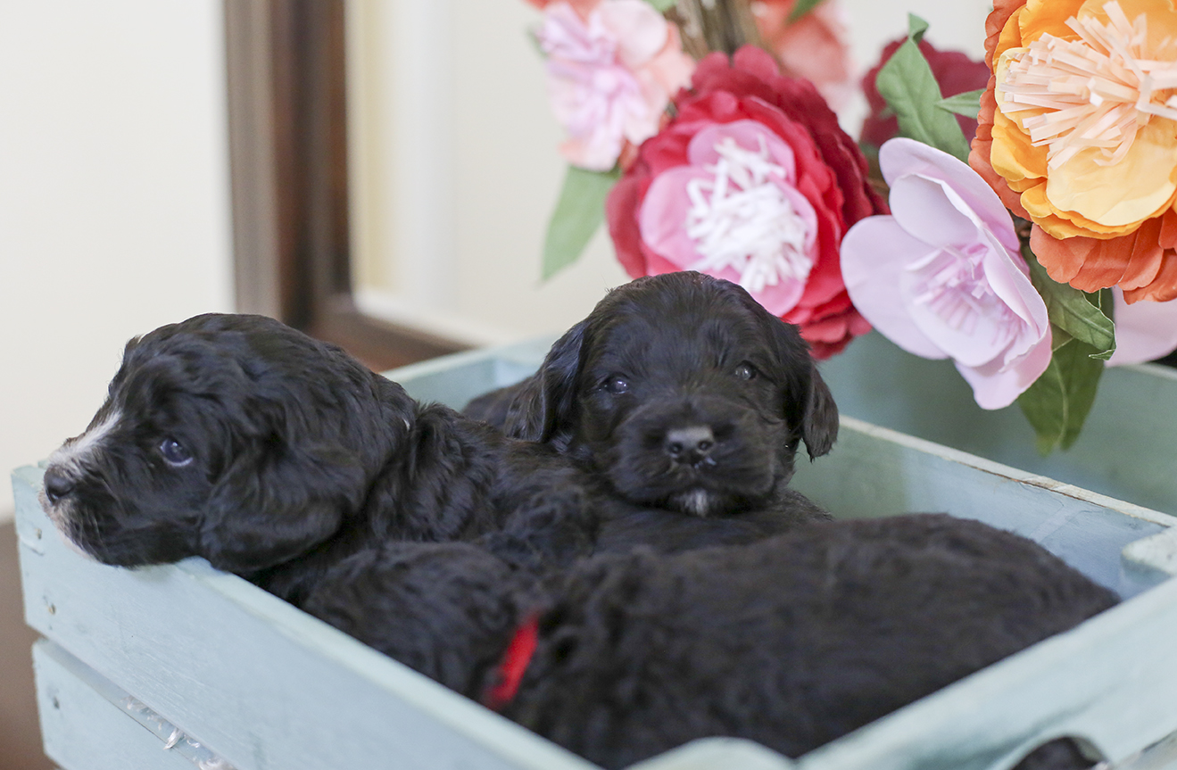 Faithful Doodles: Tinker Bell & Charlie's Australian Multi-Gen ...