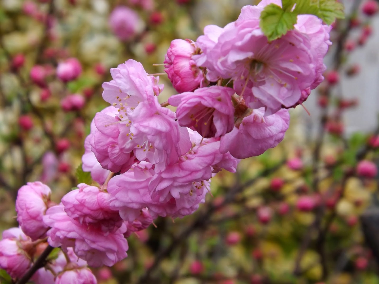 Le Jardin de la Salamandre: Prunus triloba 'Multiplex'