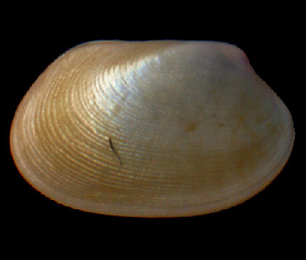 MALACOLOGÍA MEDITERRÁNEA: Bivalvos del Cabo de Palos II