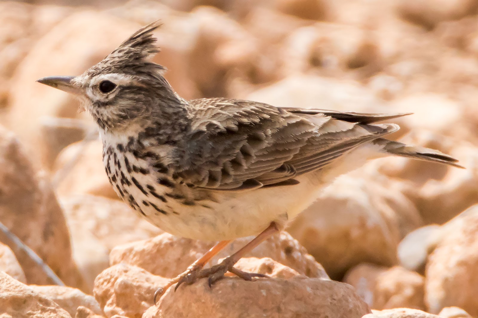 Birding Costa Blanca: Crested lark vs Thekla Lark ID Guide