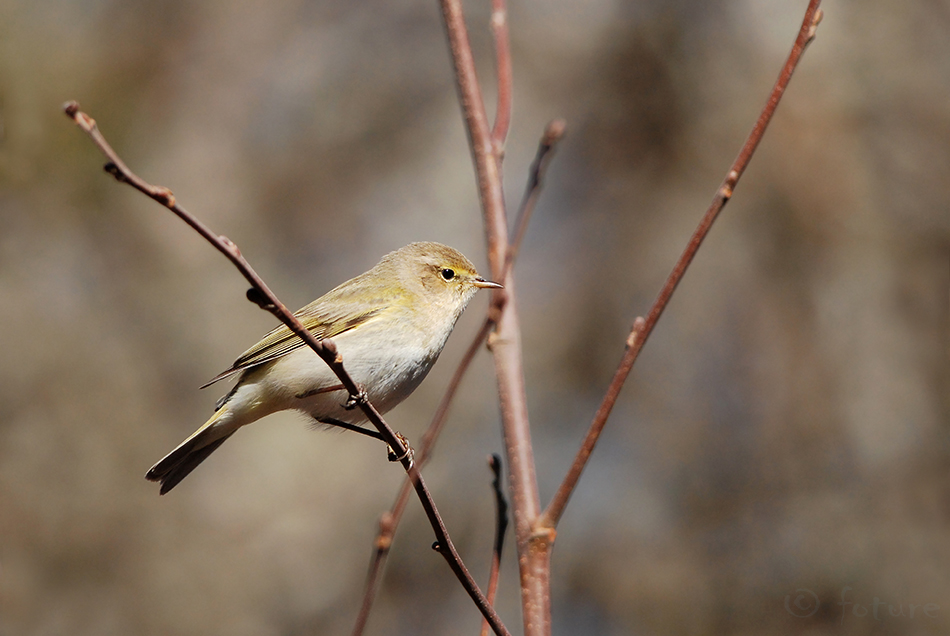 Foture: Väike-lehelind, Phylloscopus collybita