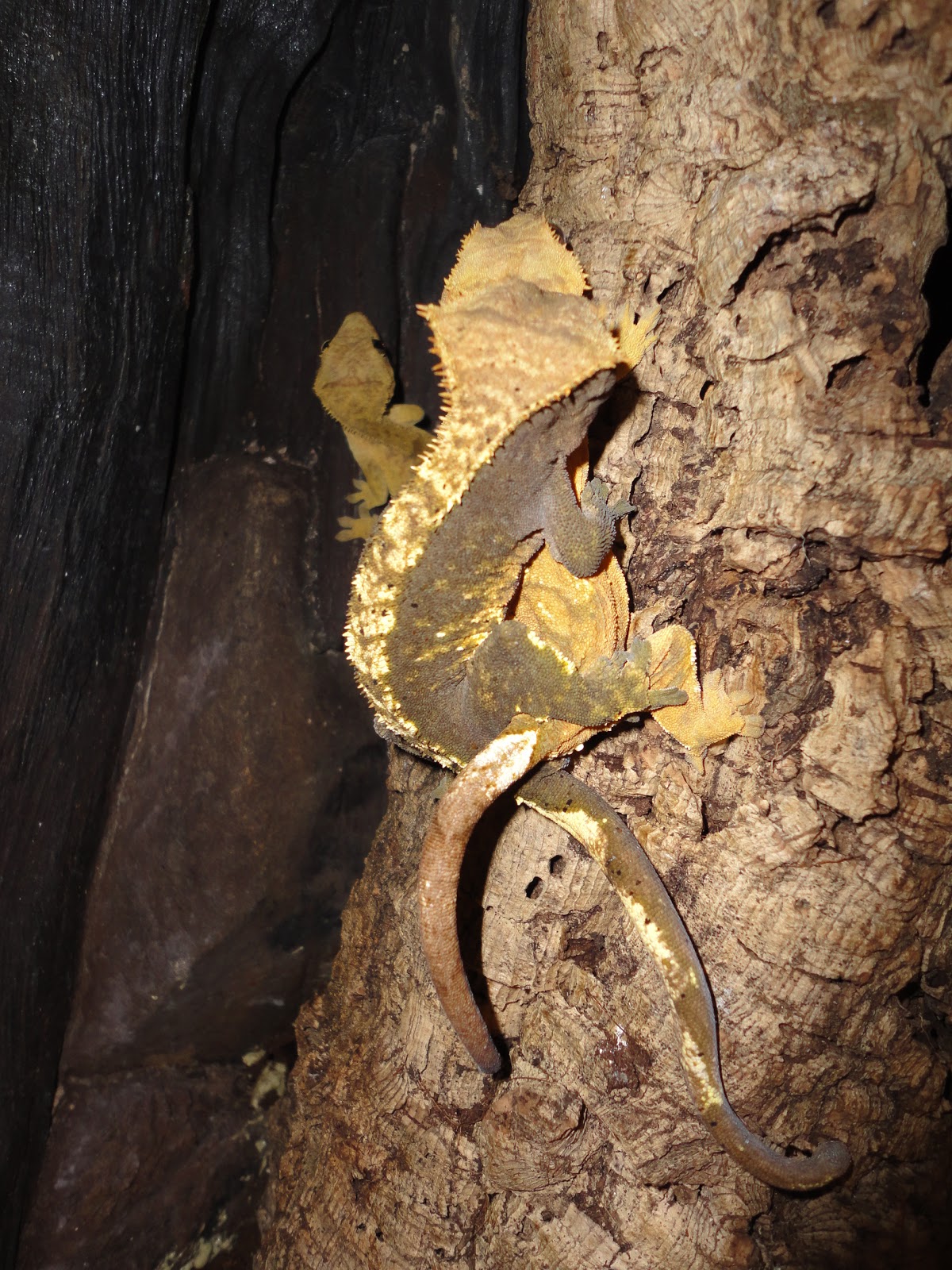 RB REPTILES: COPULA DE CILIATUS