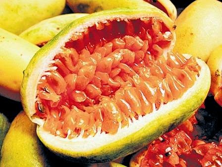 Tumbo para la sed | Medicina Tradicional