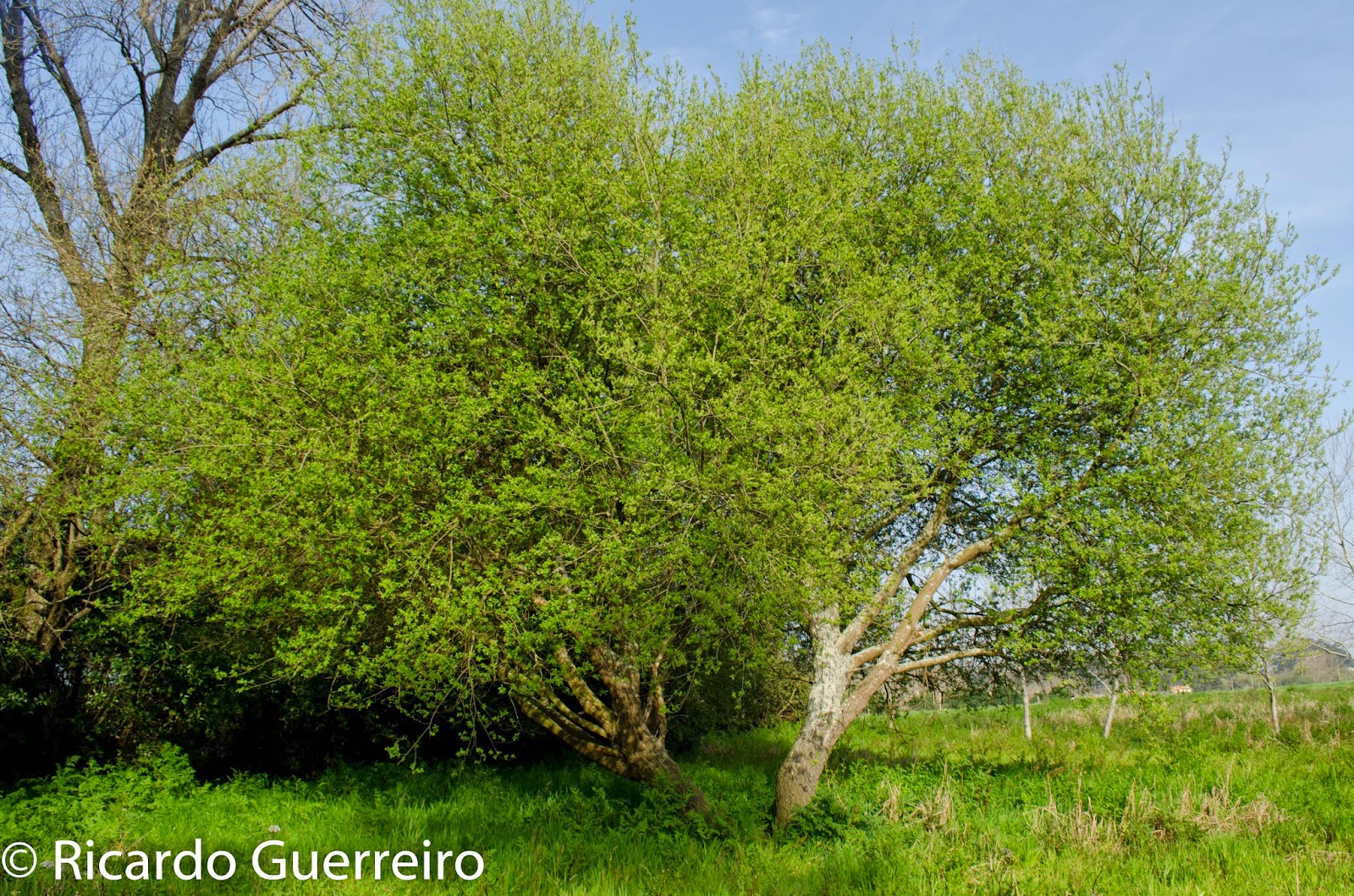 Wild Flora in Gerês