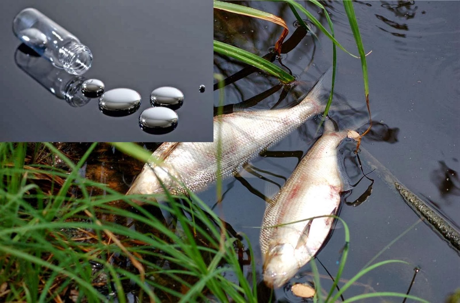 Seguridad y Salud Laboral: La contaminación del mercurio amenaza la ...