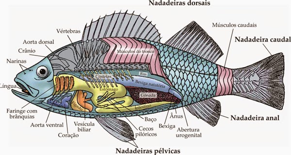 magnitudes do mundo: 2014/11