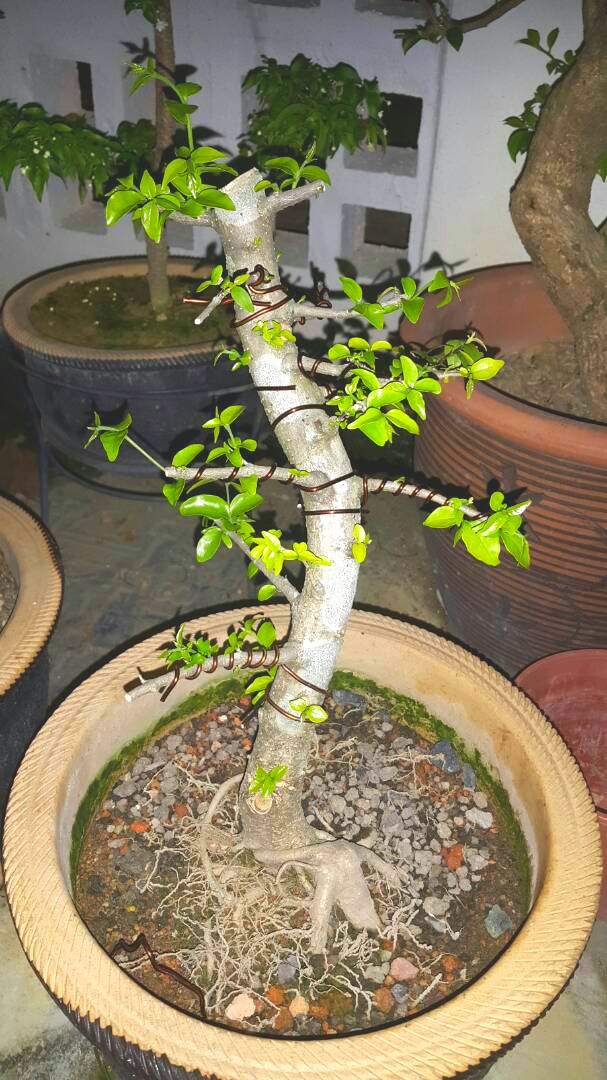 blog of amir rofie: Bonsai: Pokok Santalia2 (Aug 2017)