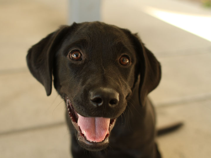 Chloe - Black Labrador Retriever mix
