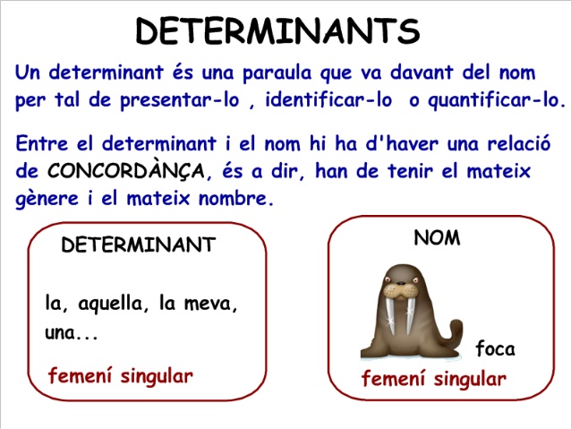 THE SECOND CYCLE BLOG: CATALAN4: Els determinants en català