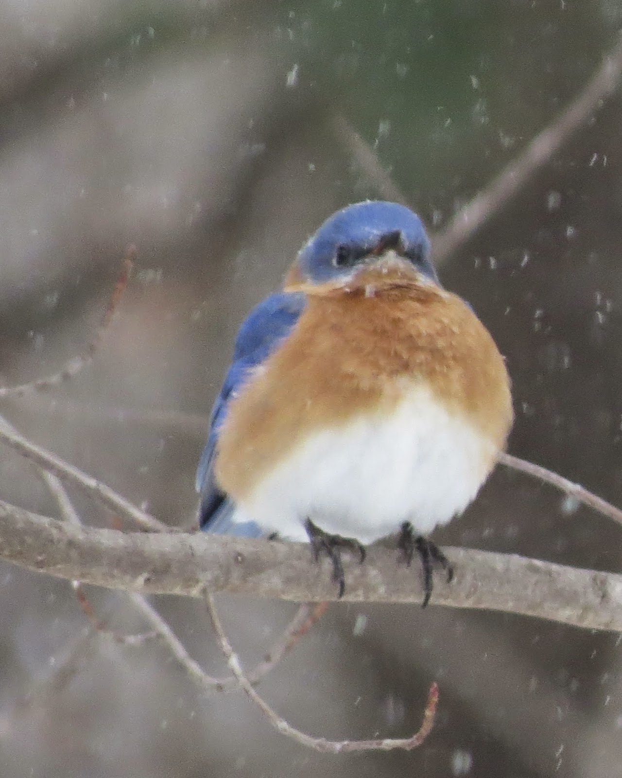Things with Wings: Puffed Up Bird Contest