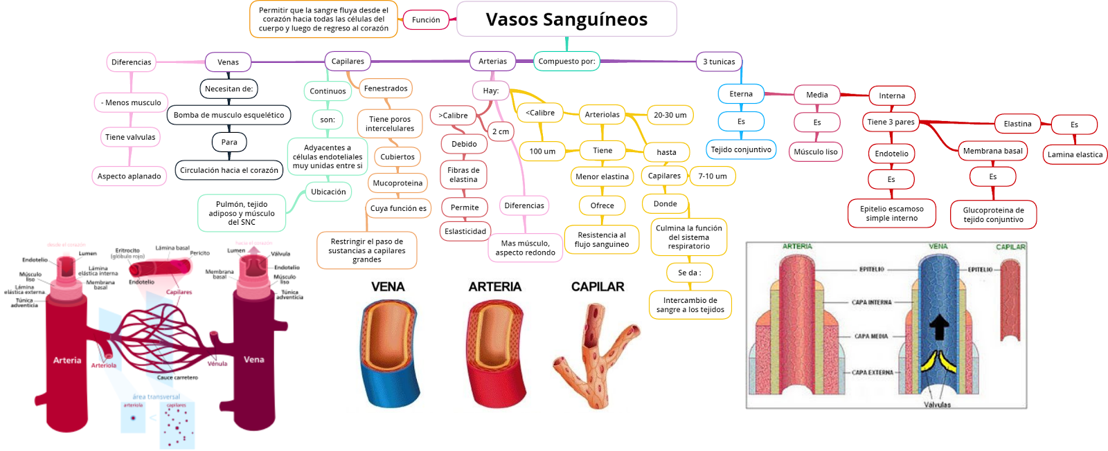 Fisiología Basica : 16- Vasos Sanguíneos Generalidades