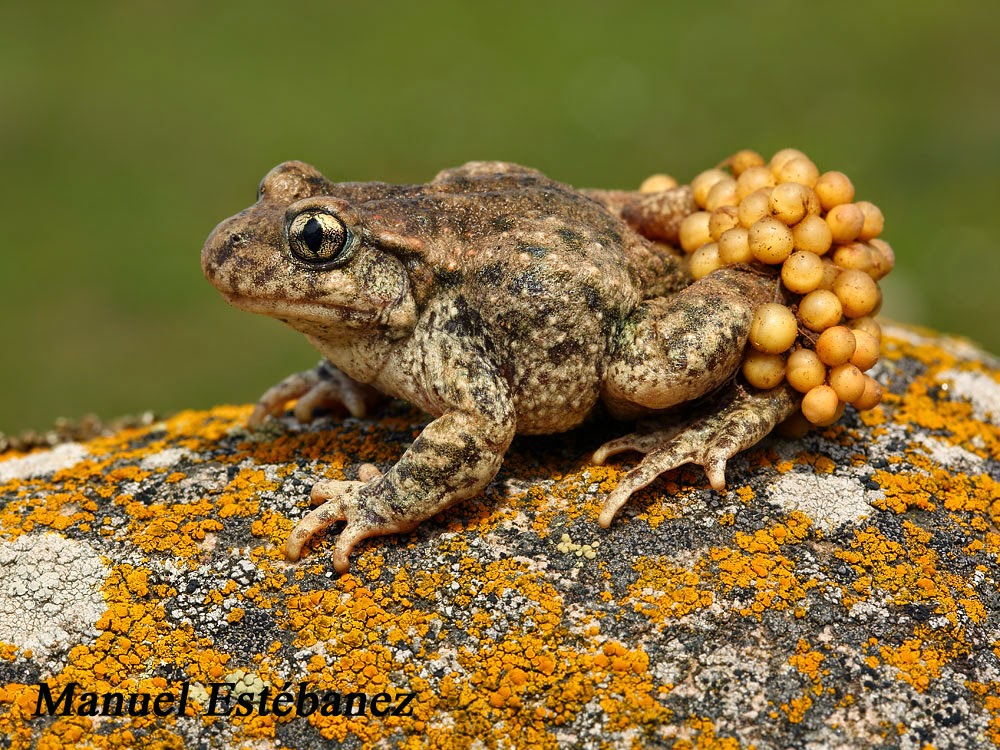 Miradas Cantábricas: Sapo partero común (Alytes obstetricans) II